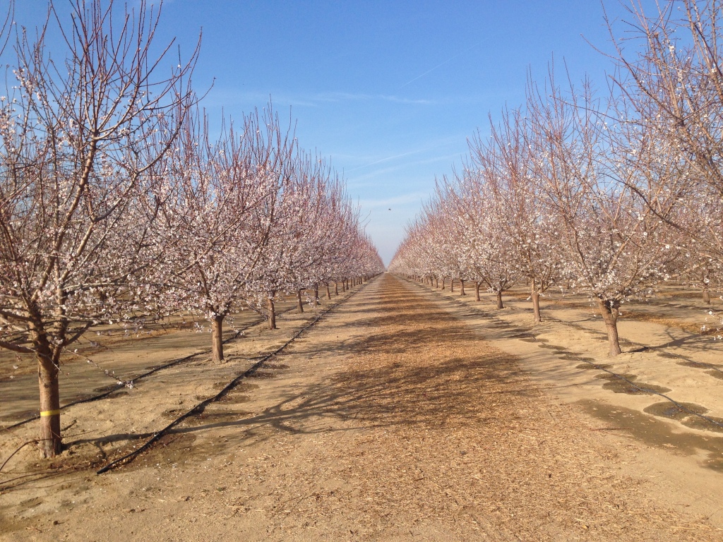 Drip Line Irrigation – Row of Trees – MChem, Inc